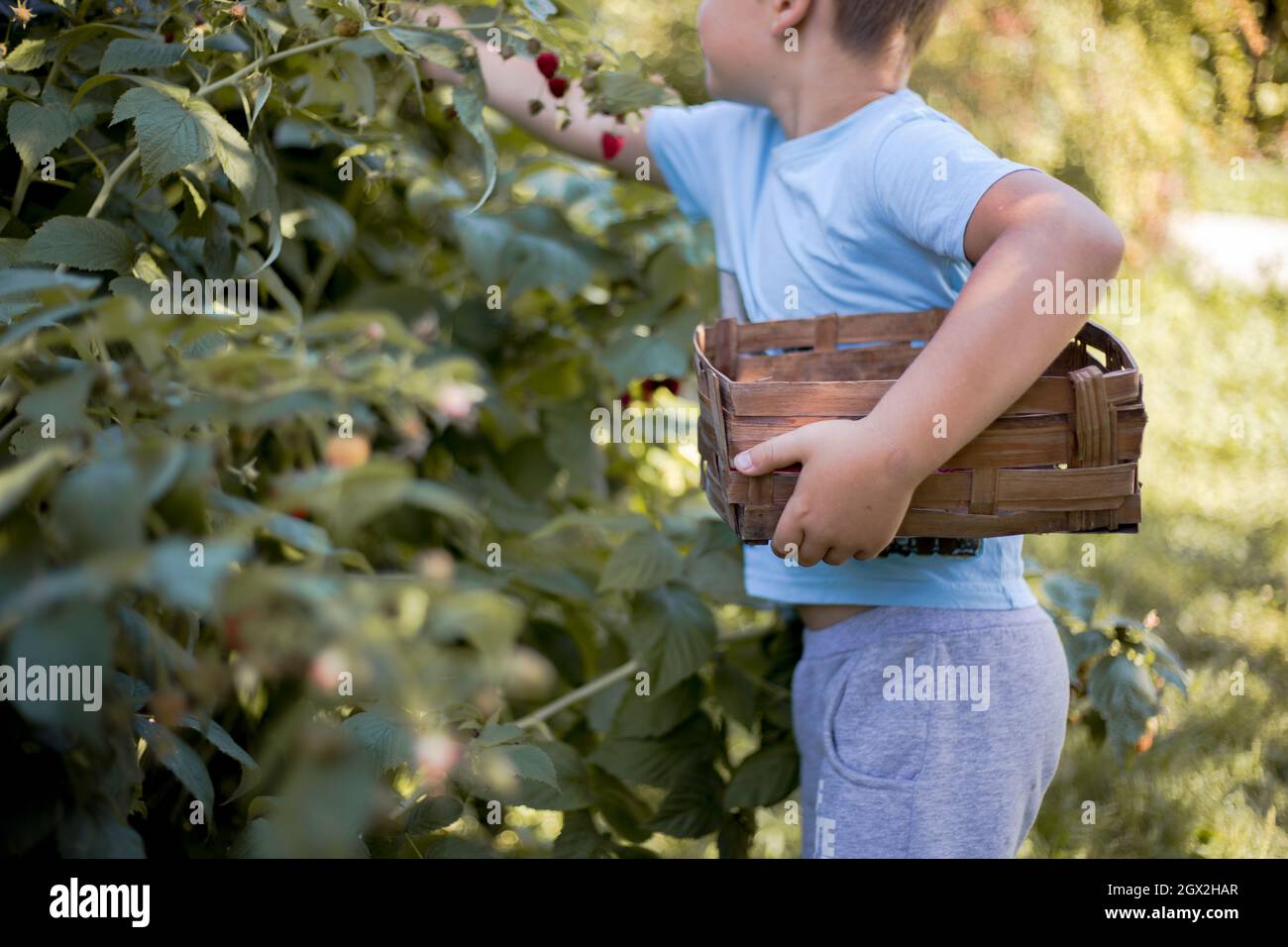 Cute little kid picking fresh berries on raspberry field. Little ...
