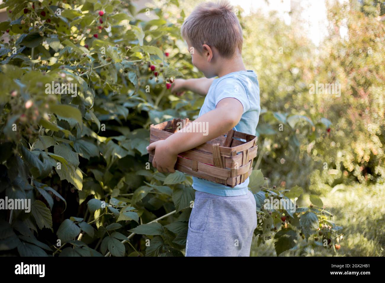 Cute little kid picking fresh berries on raspberry field. Little ...