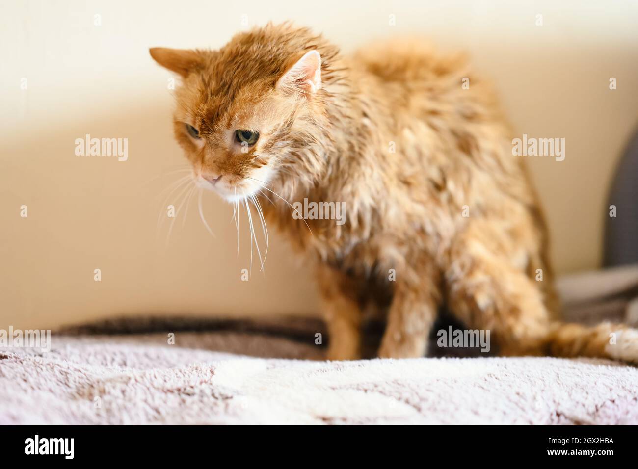 Old ginger cat is washed after taking a bath Stock Photo - Alamy
