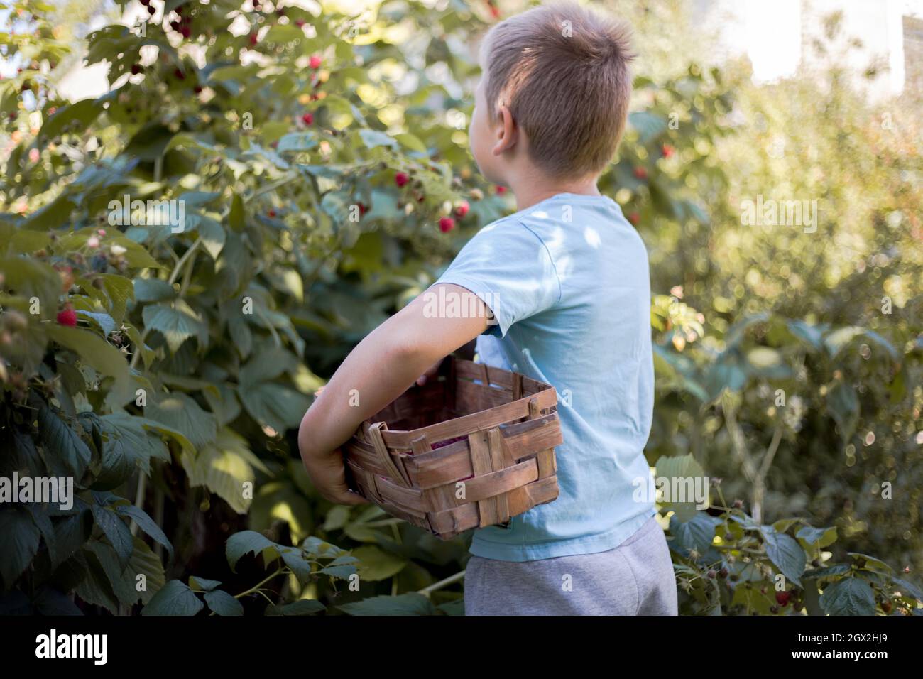 Cute little kid picking fresh berries on raspberry field. Little ...