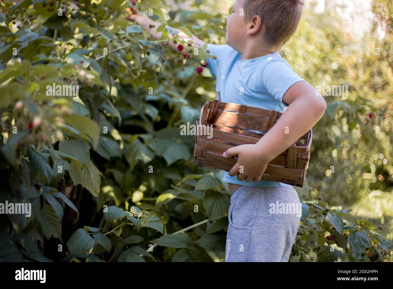 Cute little kid picking fresh berries on raspberry field. Little ...