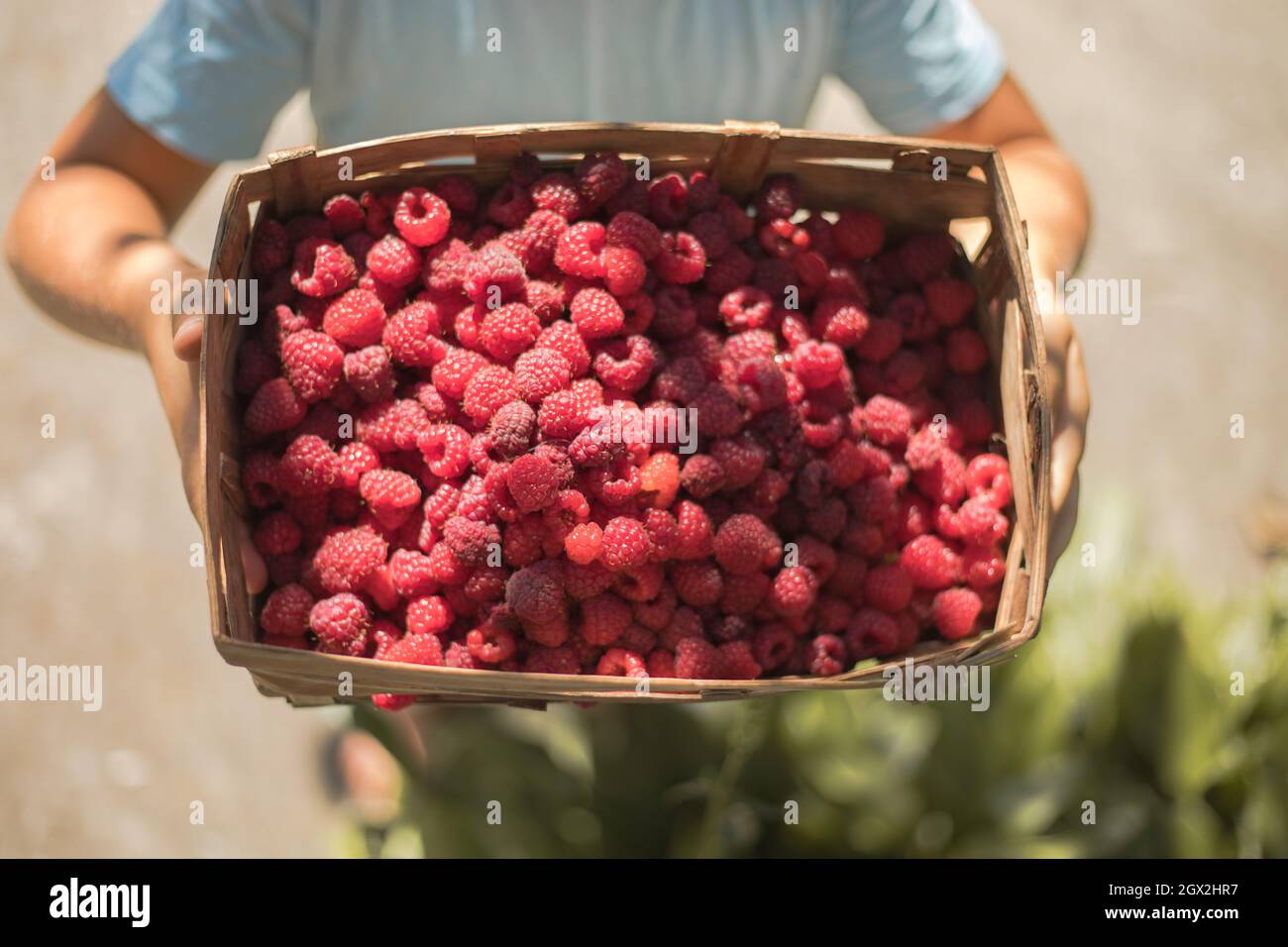 Cute little kid picking fresh berries on raspberry field. Little ...