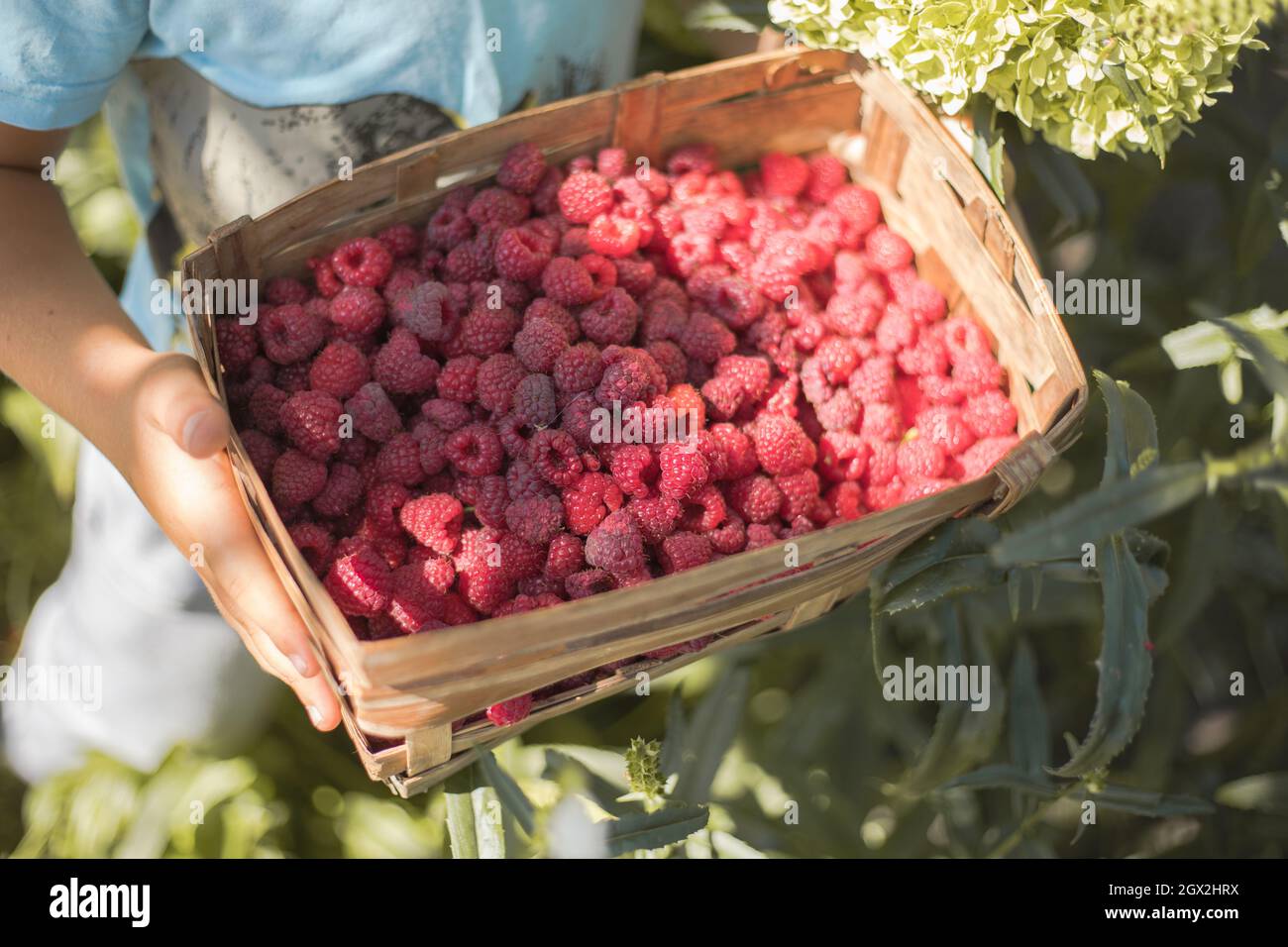 Cute little kid picking fresh berries on raspberry field. Little ...
