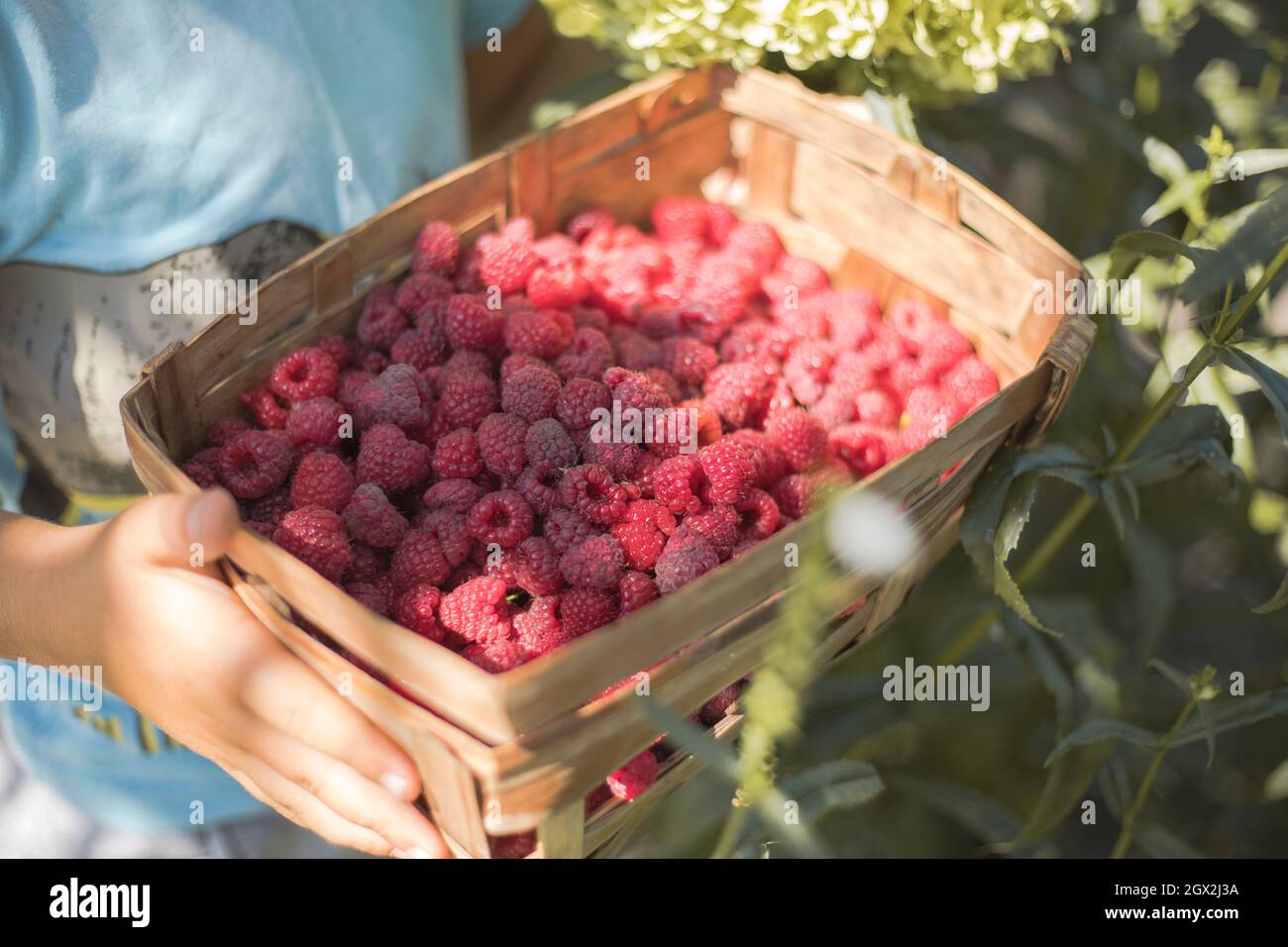 Cute little kid picking fresh berries on raspberry field. Little ...