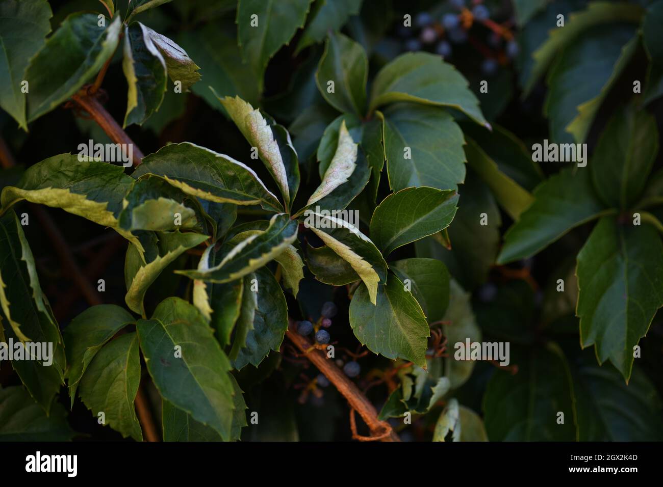 Spring time green leaves hi-res stock photography and images - Alamy