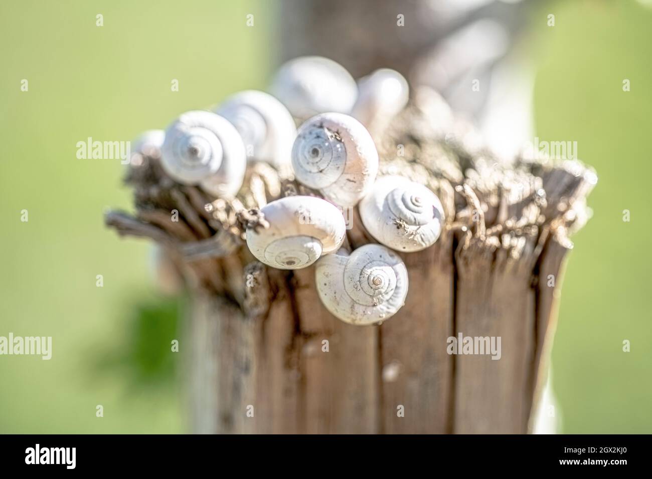 close up green background a lot of snails Stock Photo - Alamy