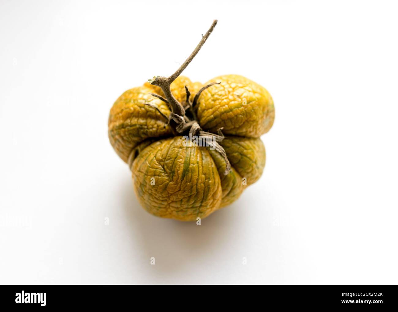 photo with withered and wrinkled tomatoes on a light background ...