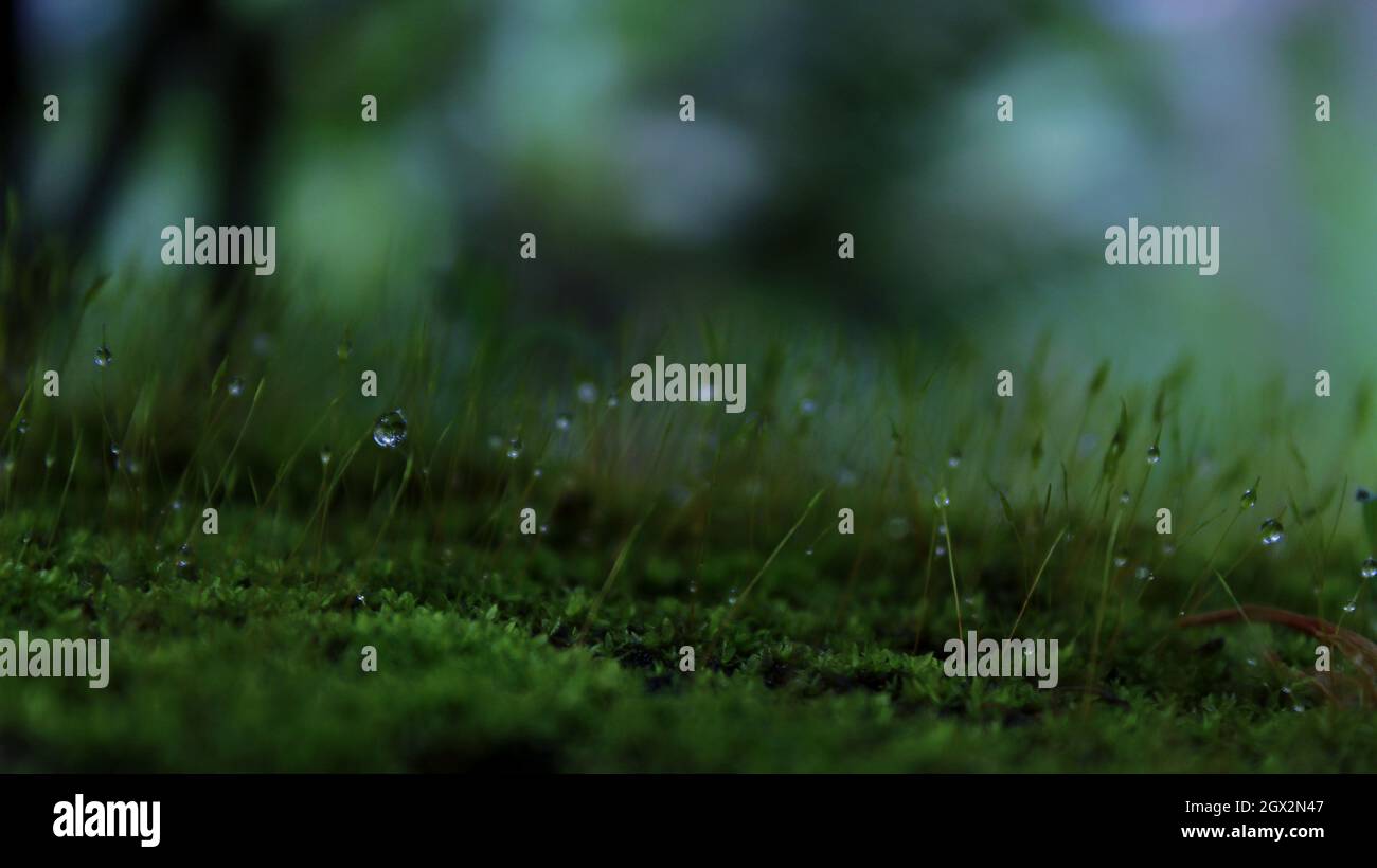 Rain drenched hi-res stock photography and images - Alamy