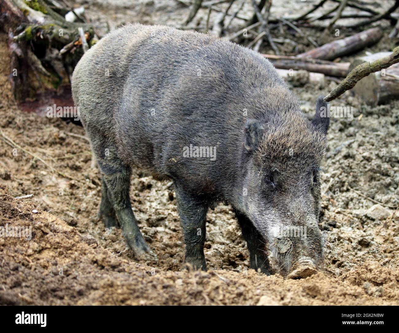 Closeup young wild boar sus hi-res stock photography and images - Alamy