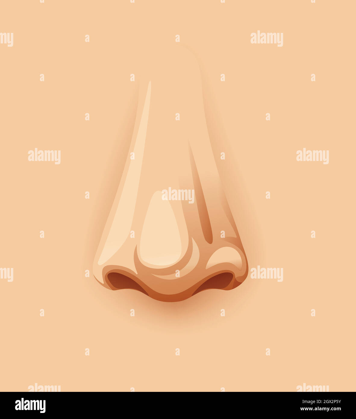 A Closeup Human Nose Stock Vector Image & Art - Alamy