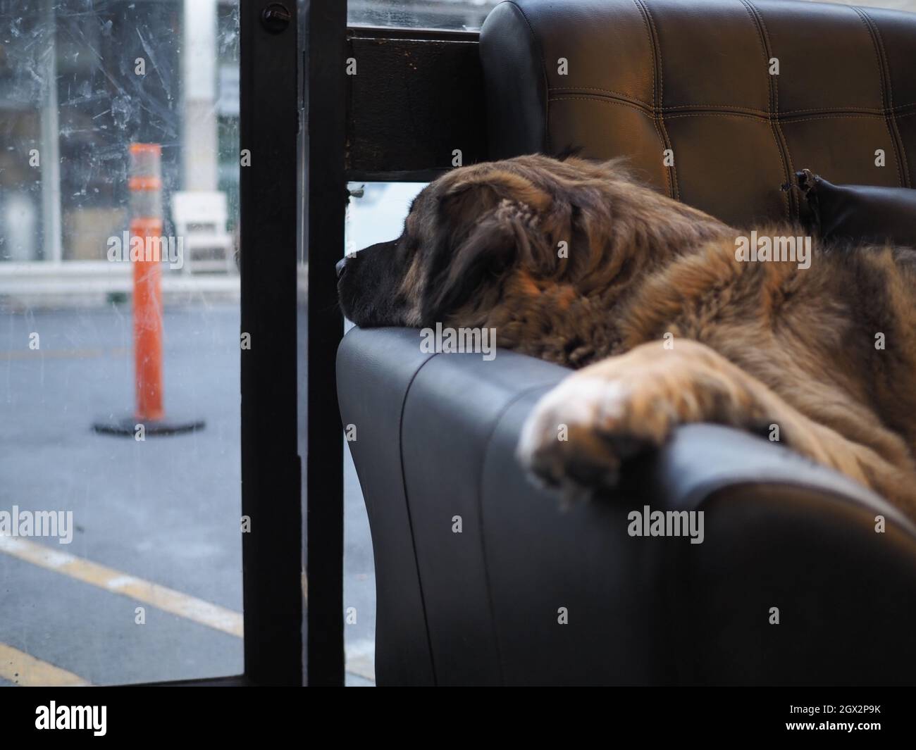 Bigdog hi-res stock photography and images - Alamy