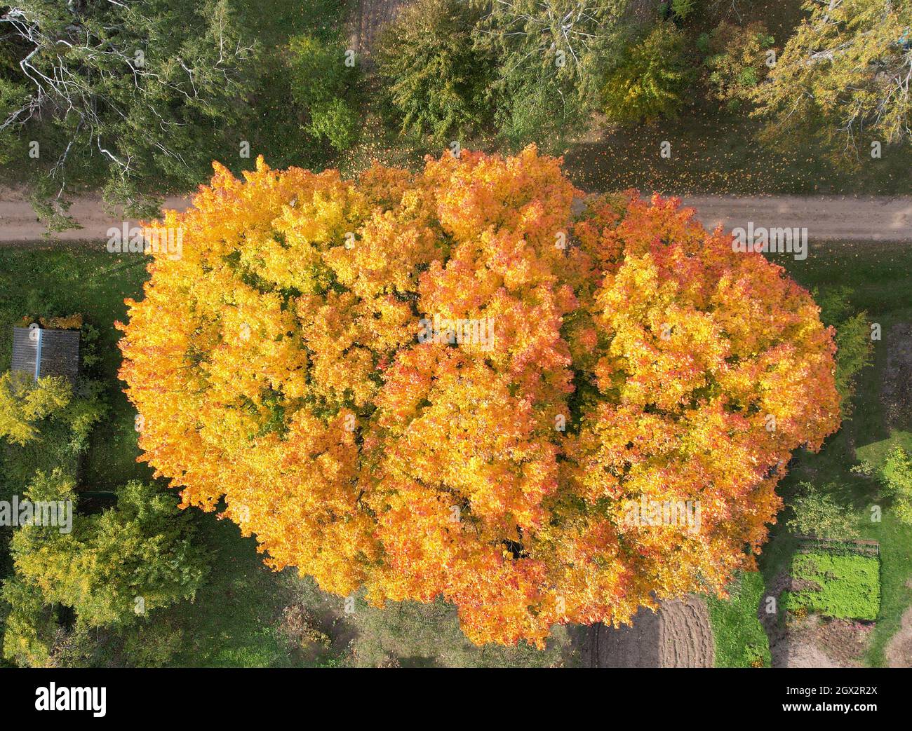 Bright orange color tree in fall season aerial above top view Stock ...