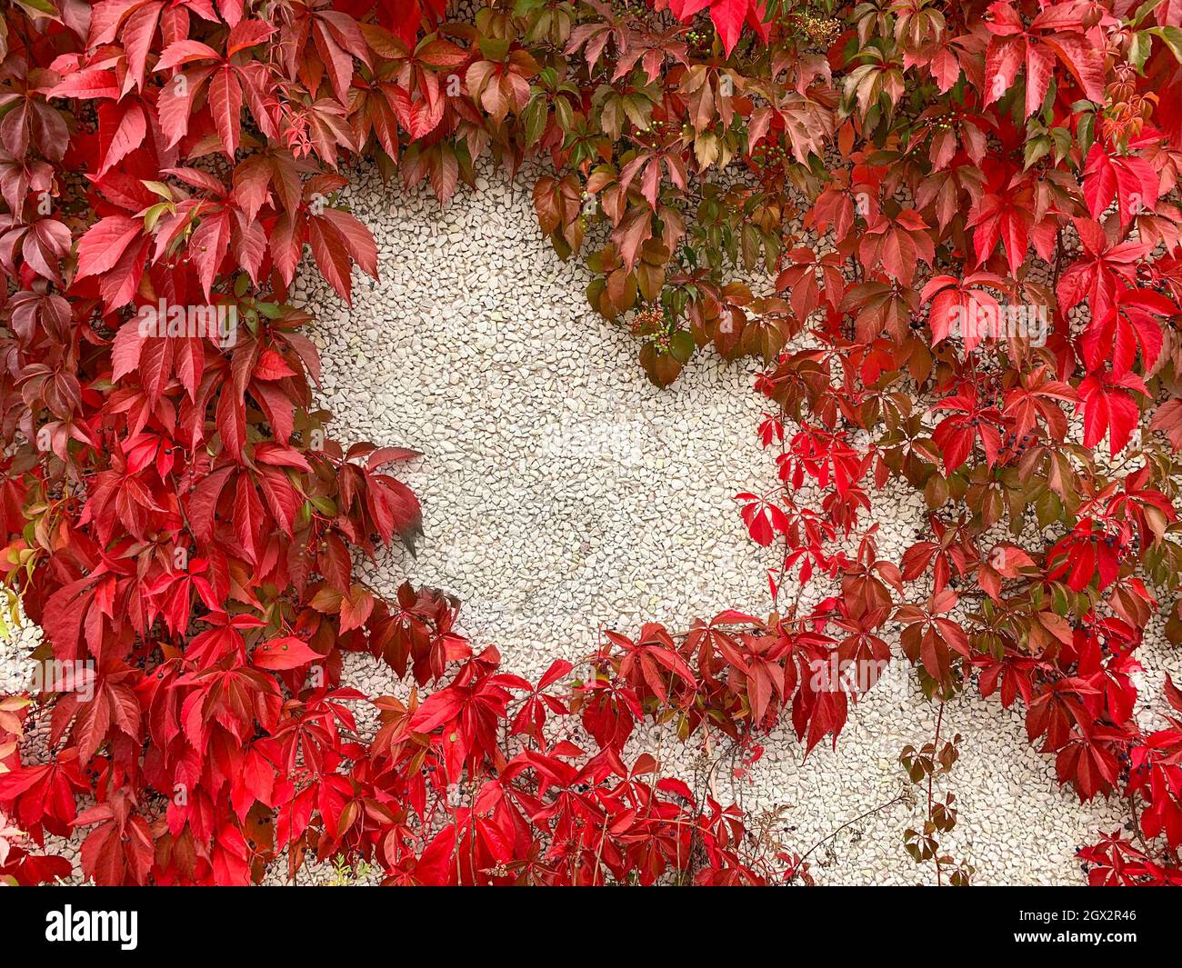 Red autumn virginia leaves vine against stone wall Stock Photo - Alamy