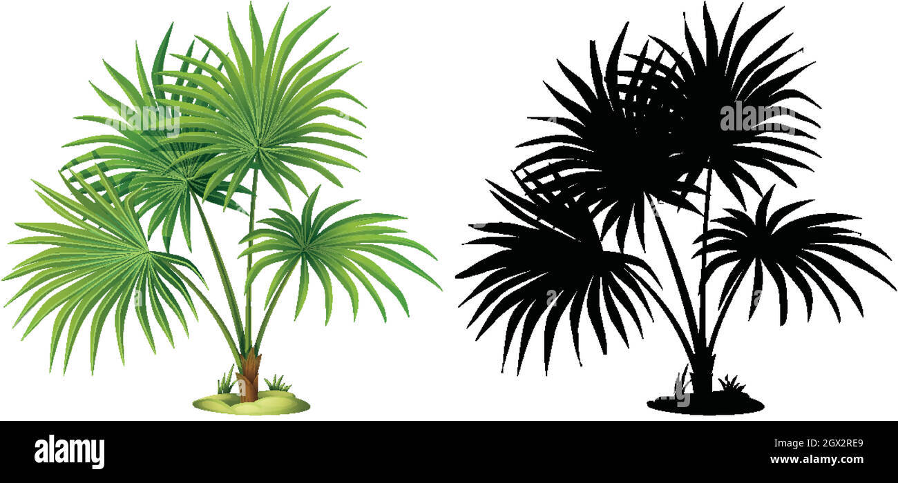 Set of palm tree Stock Vector Image & Art - Alamy