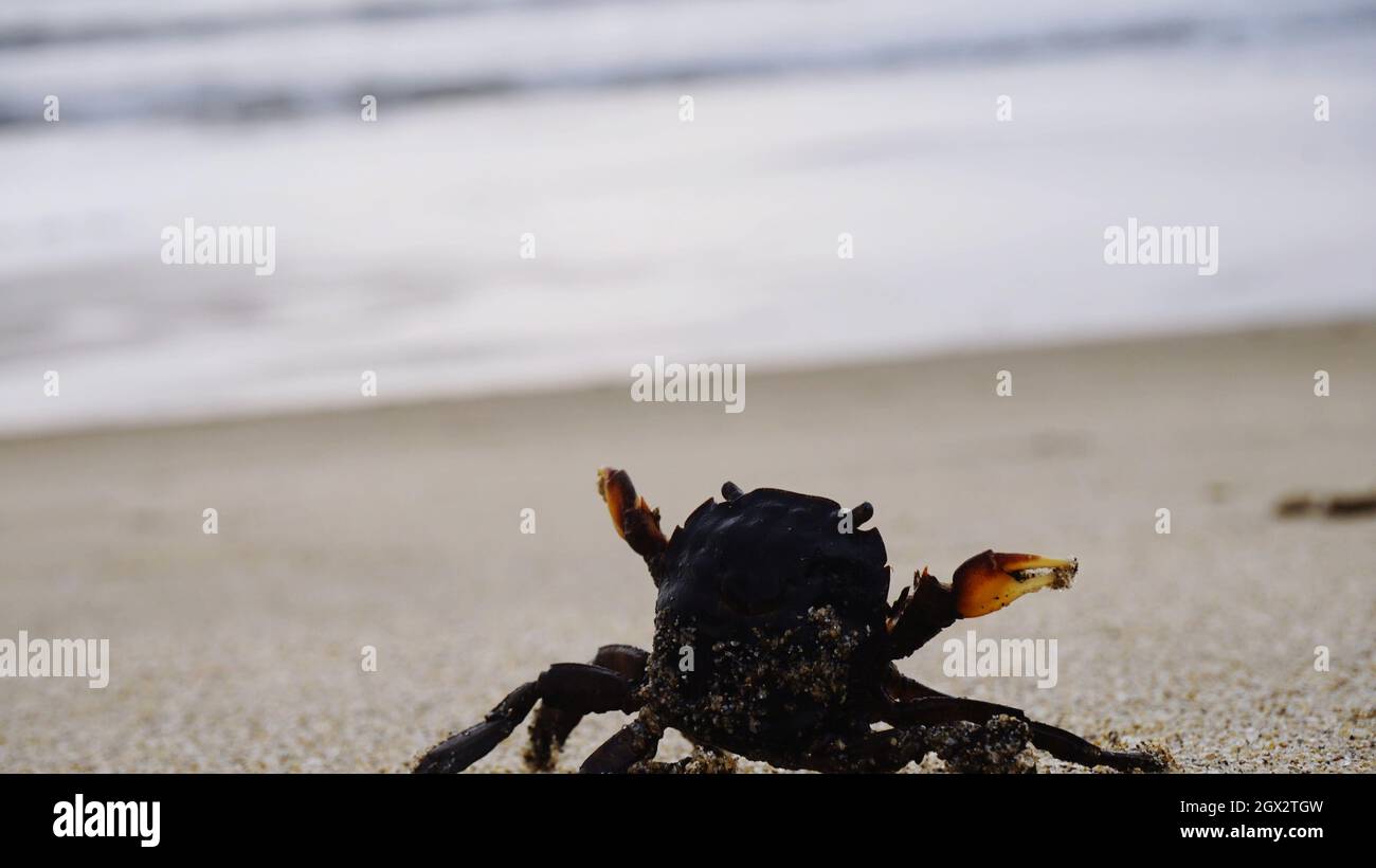Black land crab hi-res stock photography and images - Alamy