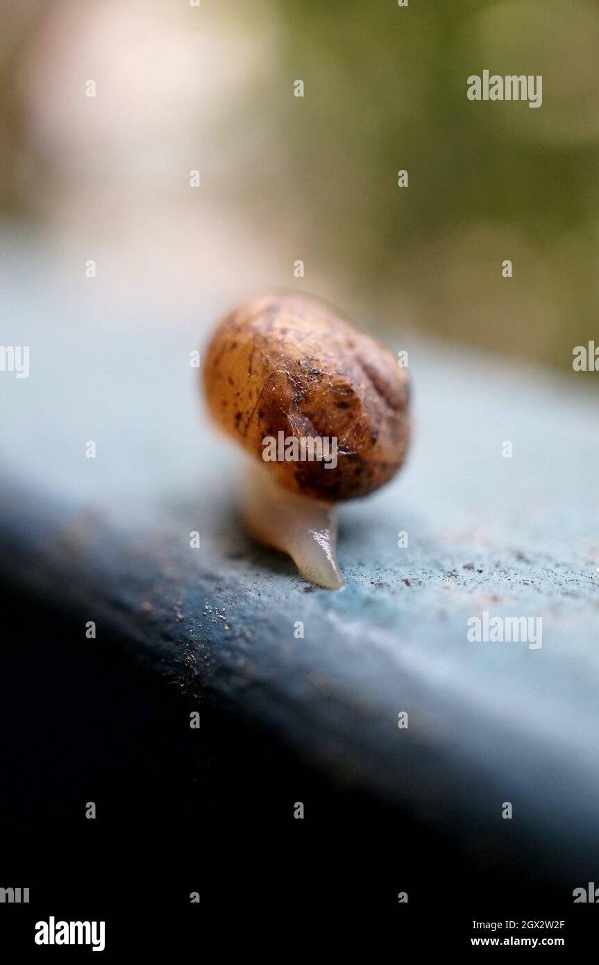 Cracked snail shell hi-res stock photography and images - Alamy