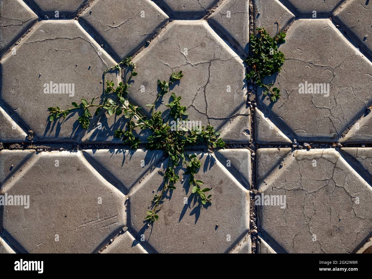 Grass breaks through the concrete paving slabs Stock Photo - Alamy