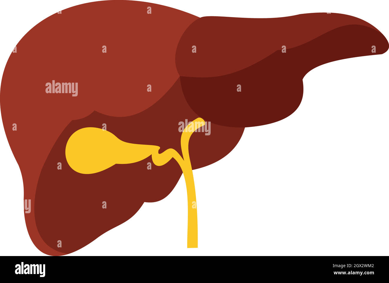 Liver vector icon Cut Out Stock Images & Pictures - Alamy