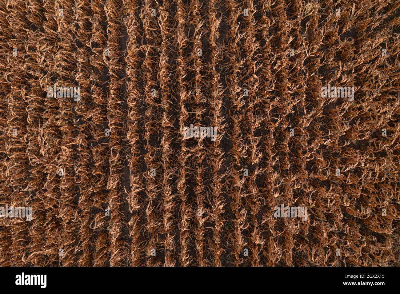 Aerial shot of ripe maize crops in corn field, top down drone ...