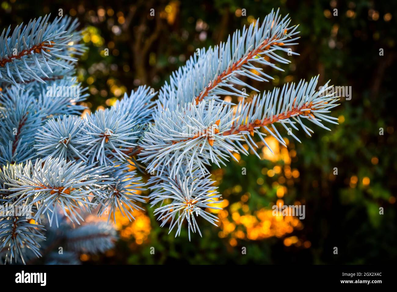 Branches of decorative blue spruce in the backyard Stock Photo - Alamy