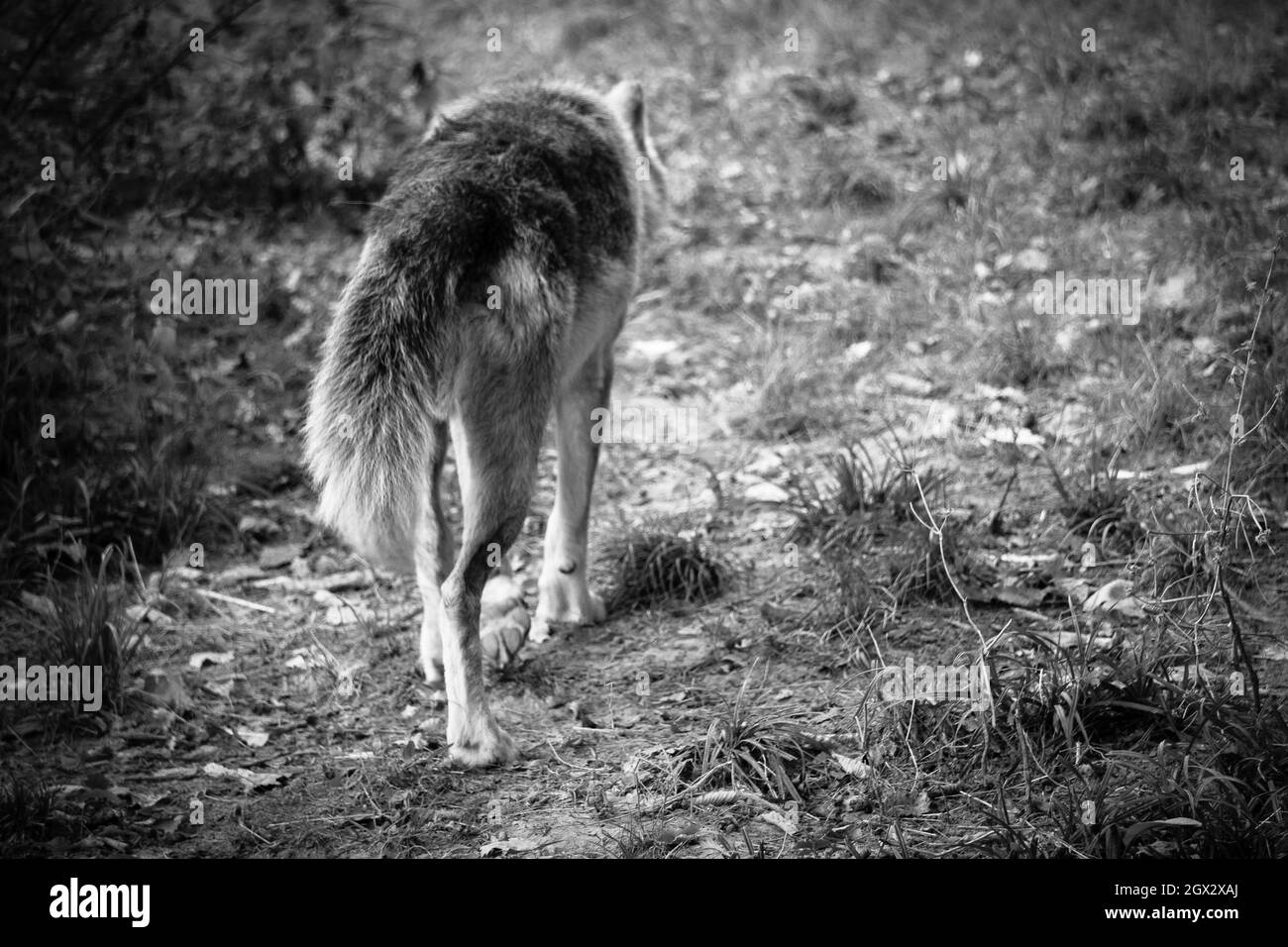 Black wolf standing Black and White Stock Photos & Images - Alamy