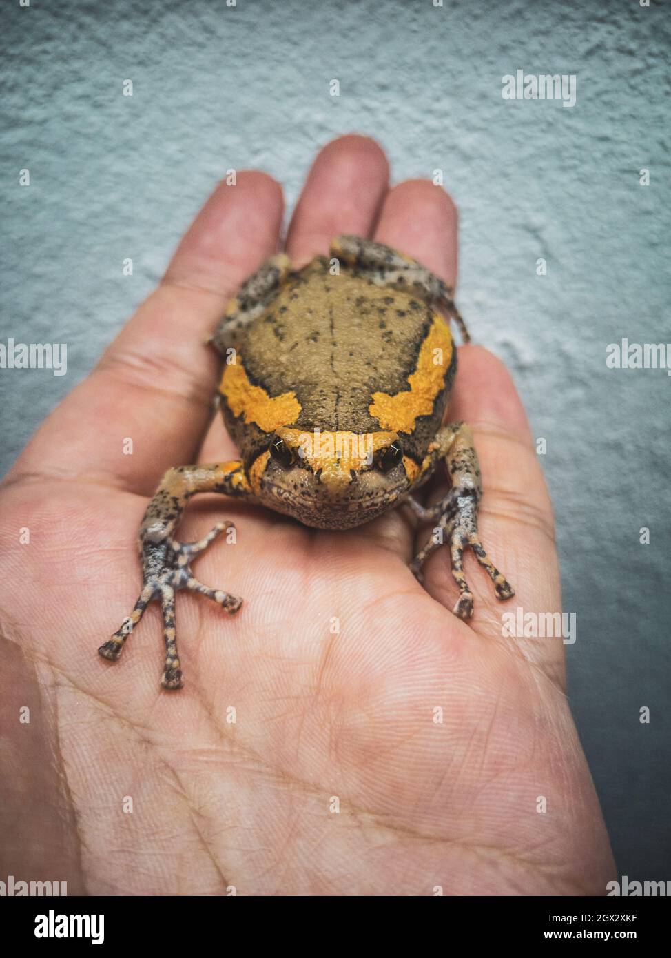 Banded bullfrog hi-res stock photography and images - Alamy