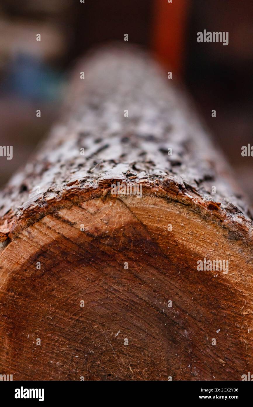 Vertical closeup shot of a freshly cut tree log Stock Photo - Alamy