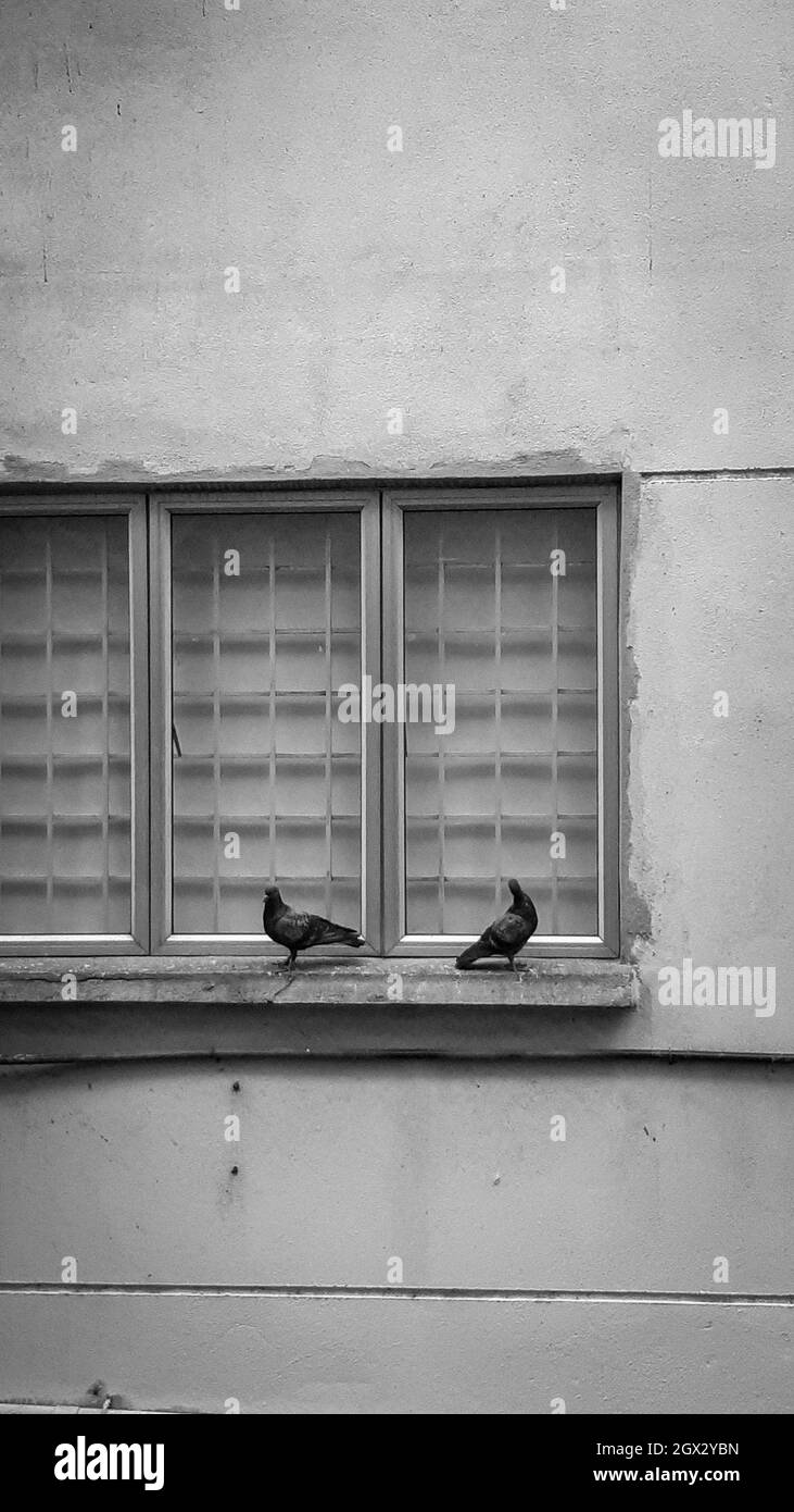 Pigeon Perching On A Window Of Building Stock Photo - Alamy