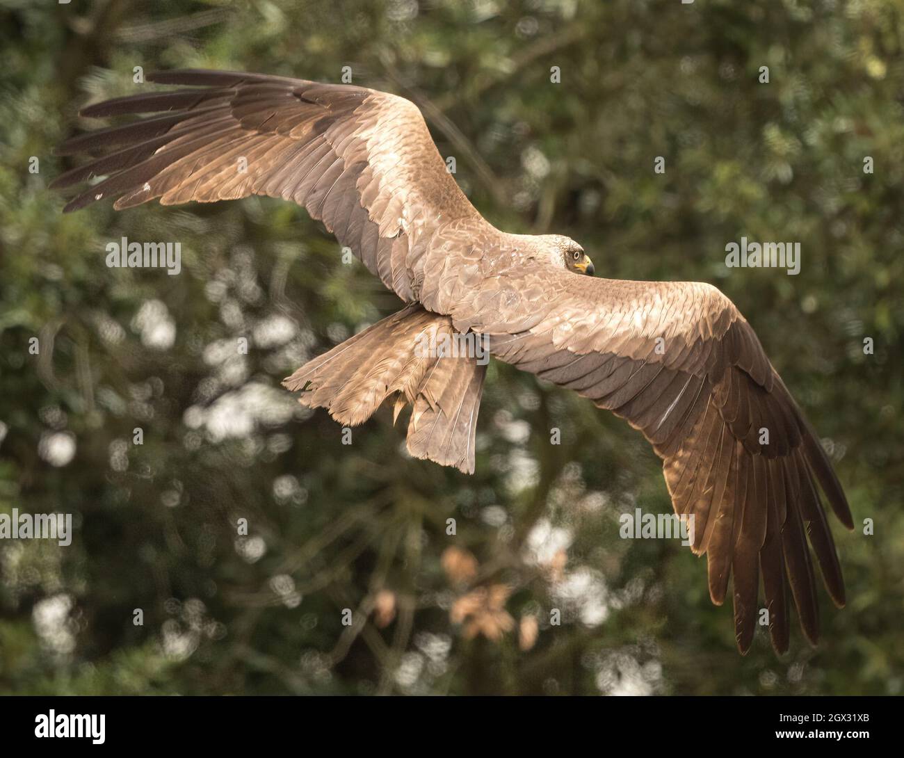 Nibbio hi-res stock photography and images - Alamy