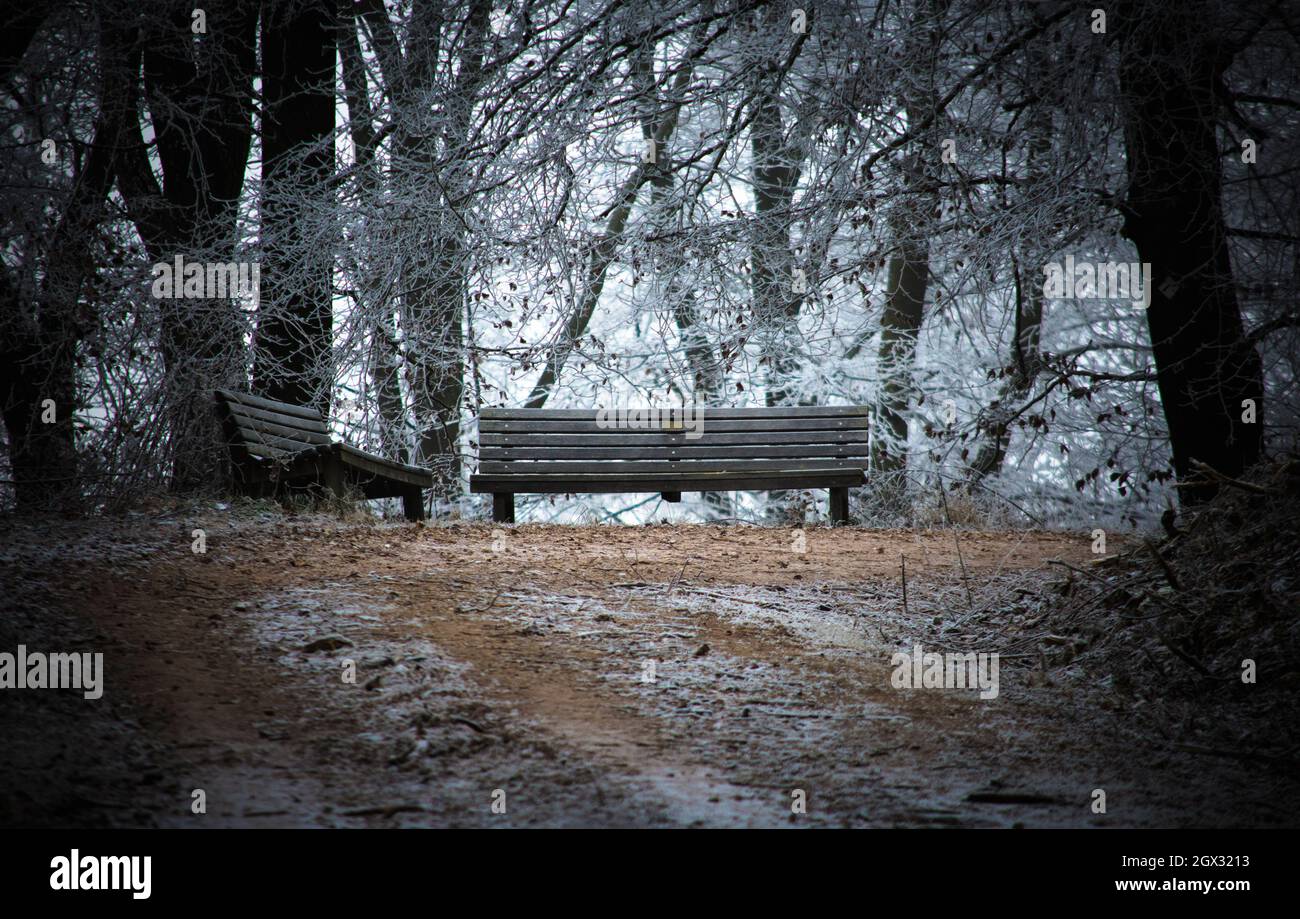 Bench in forest hi-res stock photography and images - Alamy