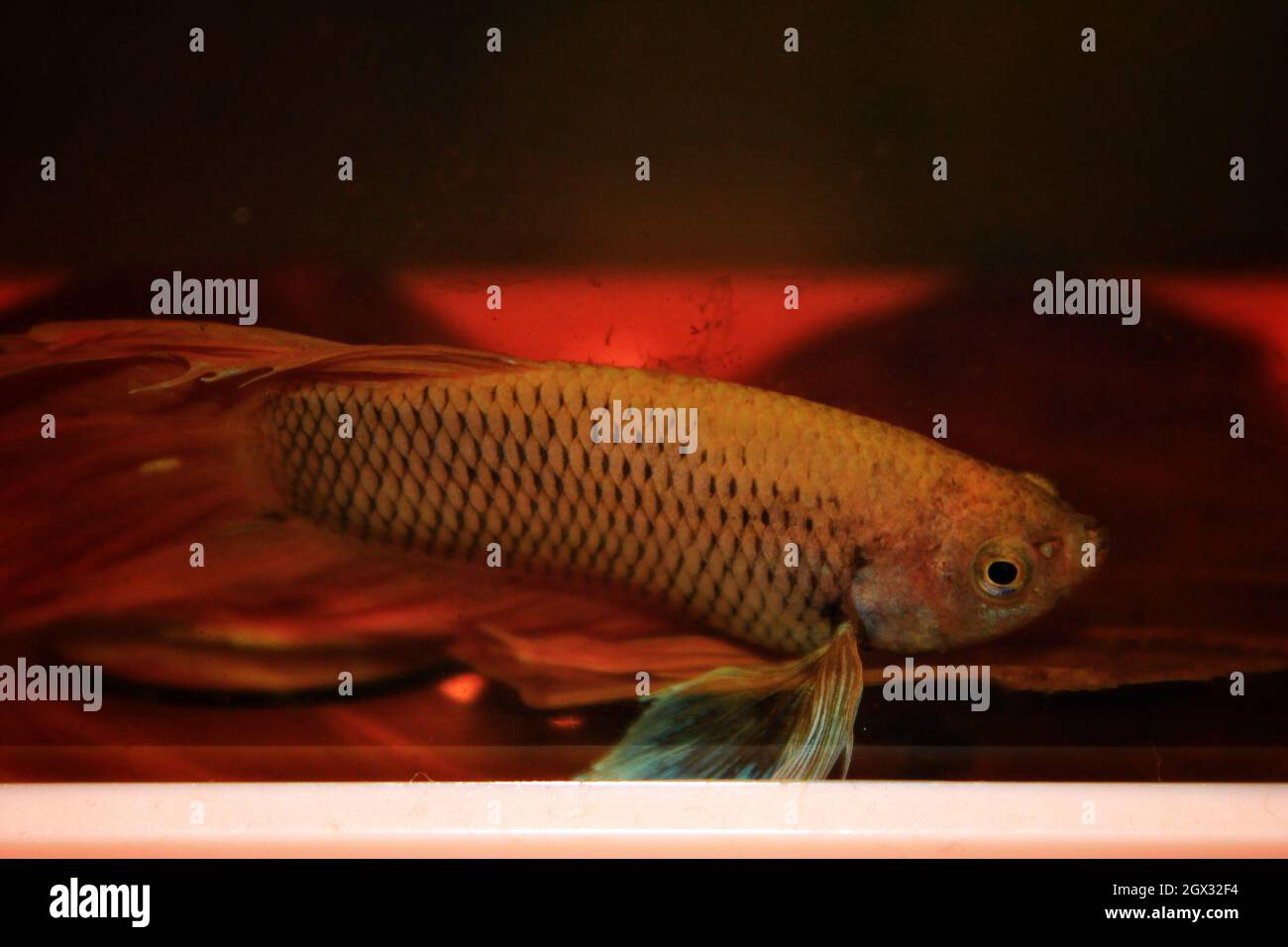 Beautiful betta fish hi-res stock photography and images - Alamy