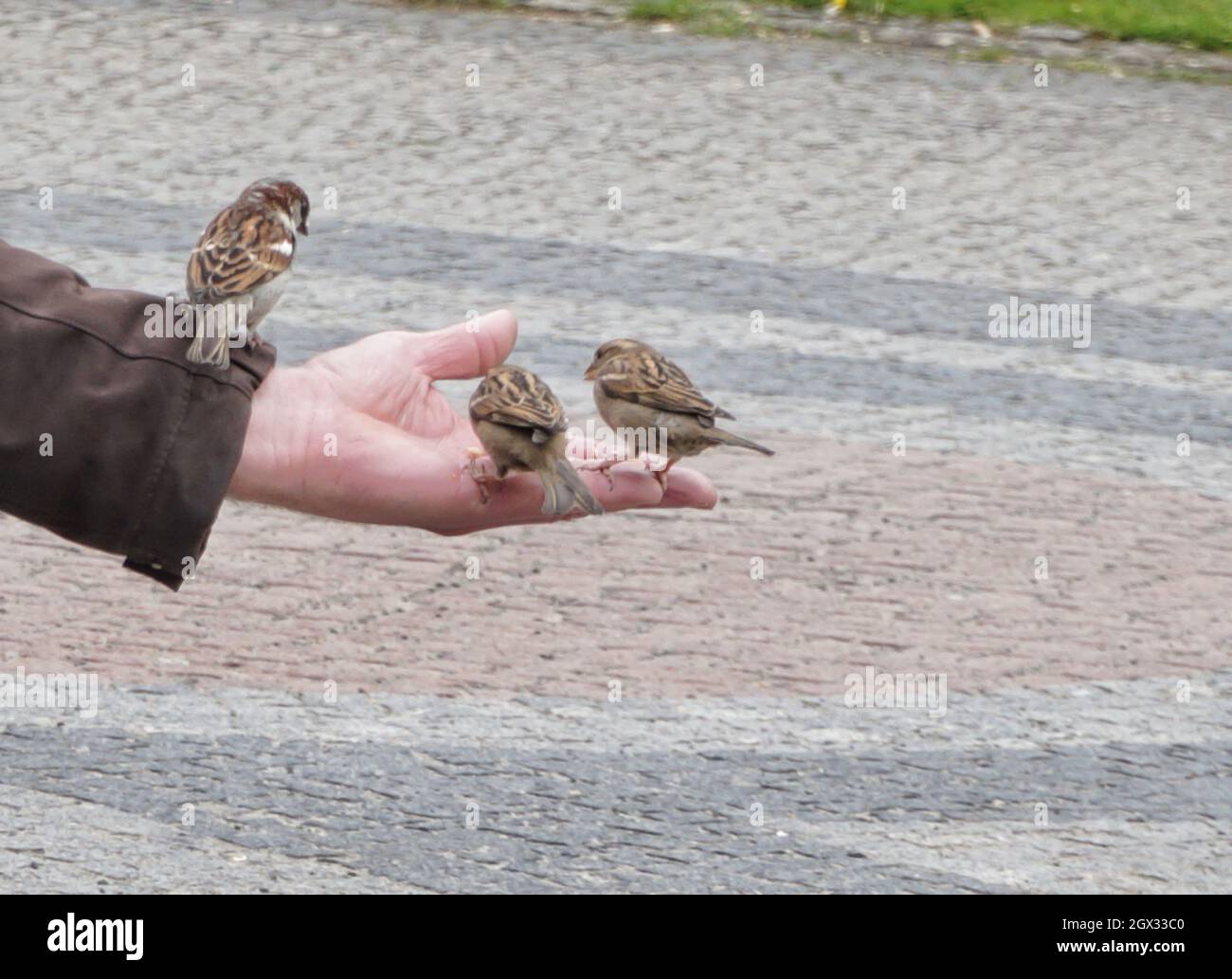 Person holding sparrow hi-res stock photography and images - Alamy