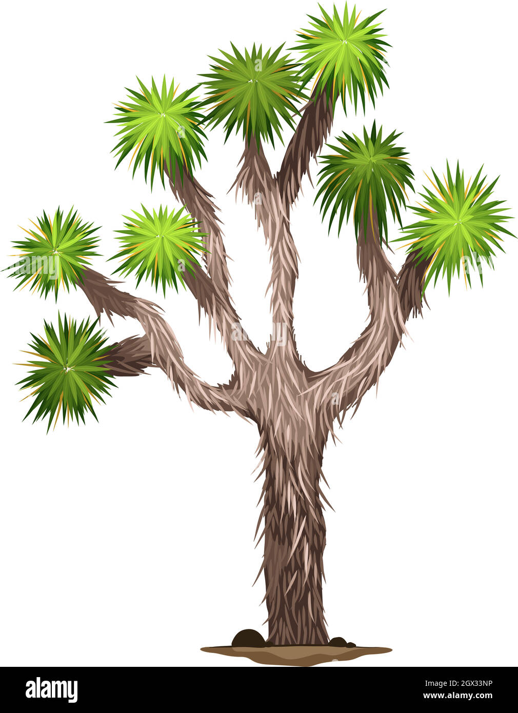 The Yucca brevifolia tree Stock Vector Image & Art - Alamy