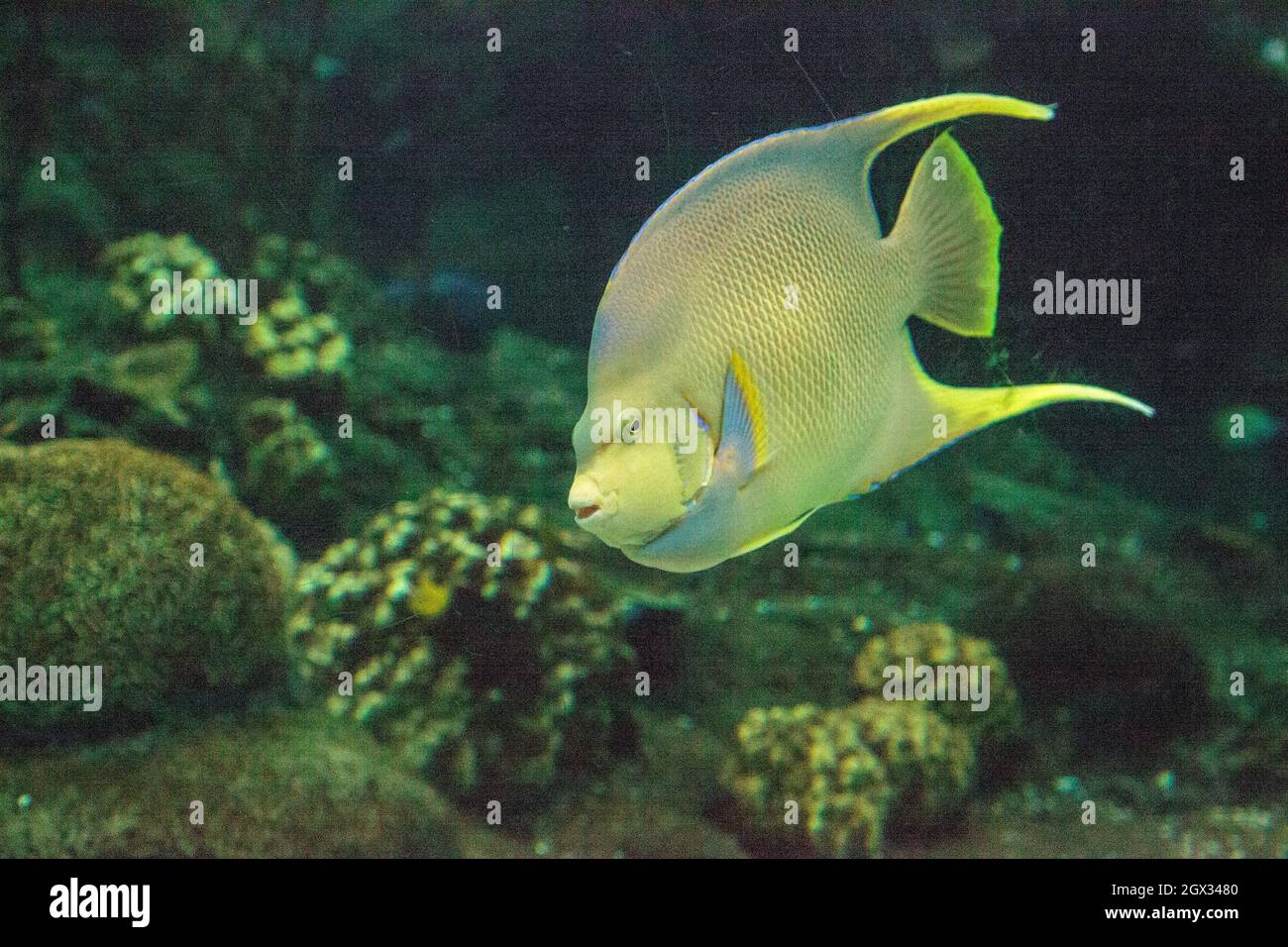Blue marine angelfish hi-res stock photography and images - Alamy
