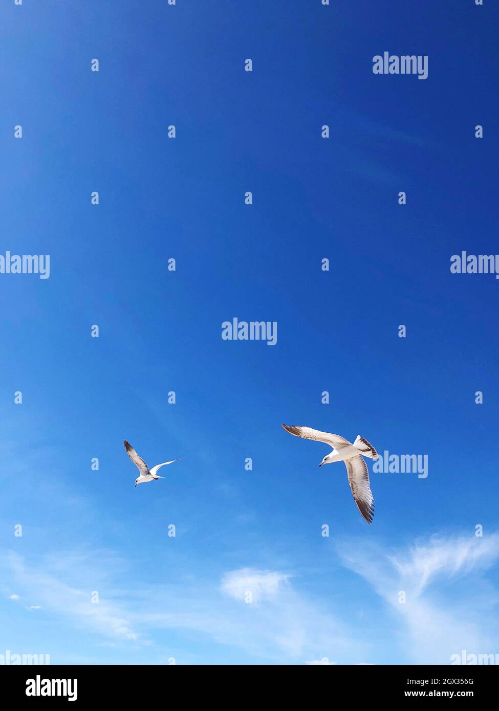 Flying about freely in hi-res stock photography and images - Alamy