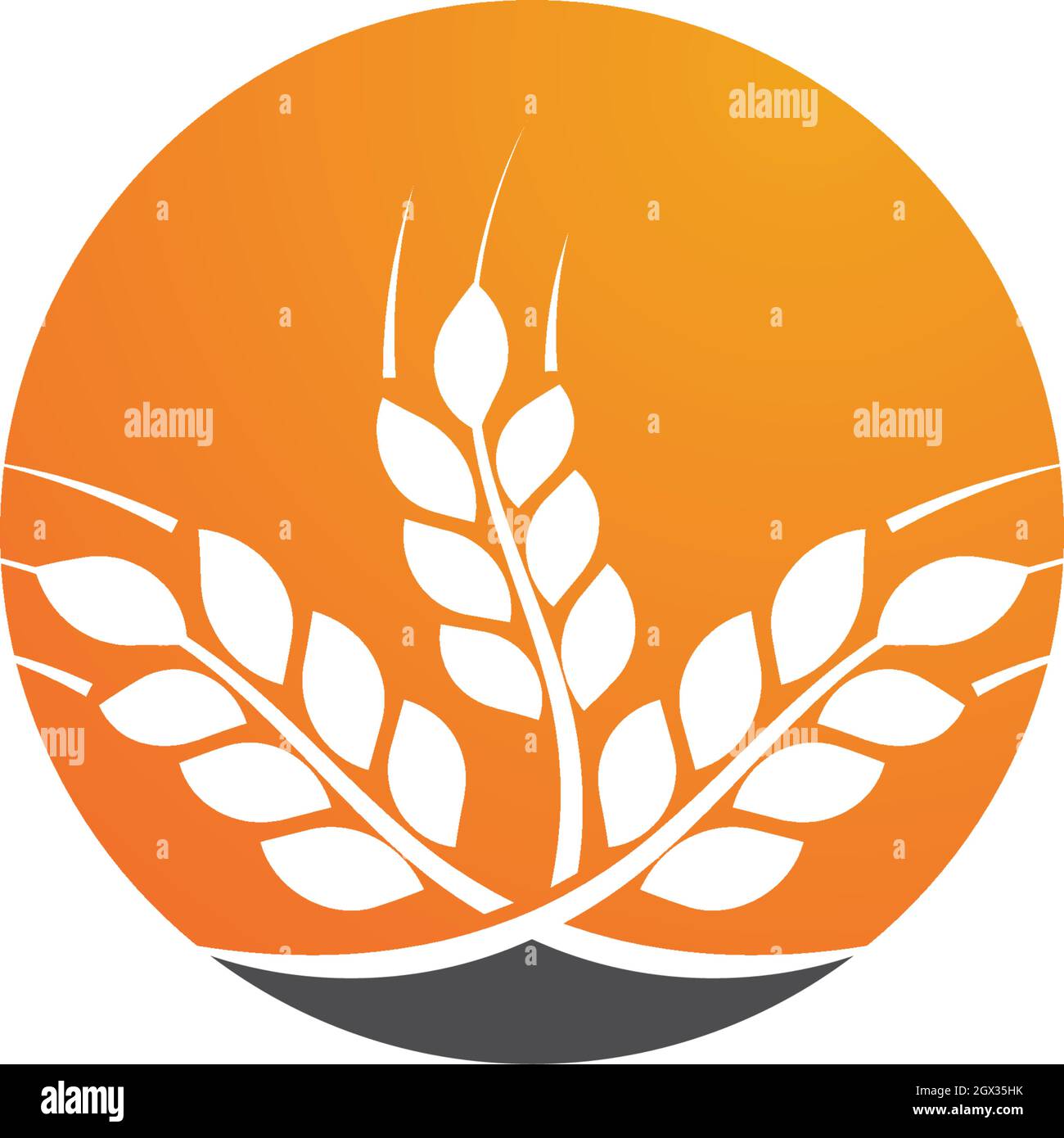 Agriculture wheat Logo Template vector icon design Stock Vector Image ...