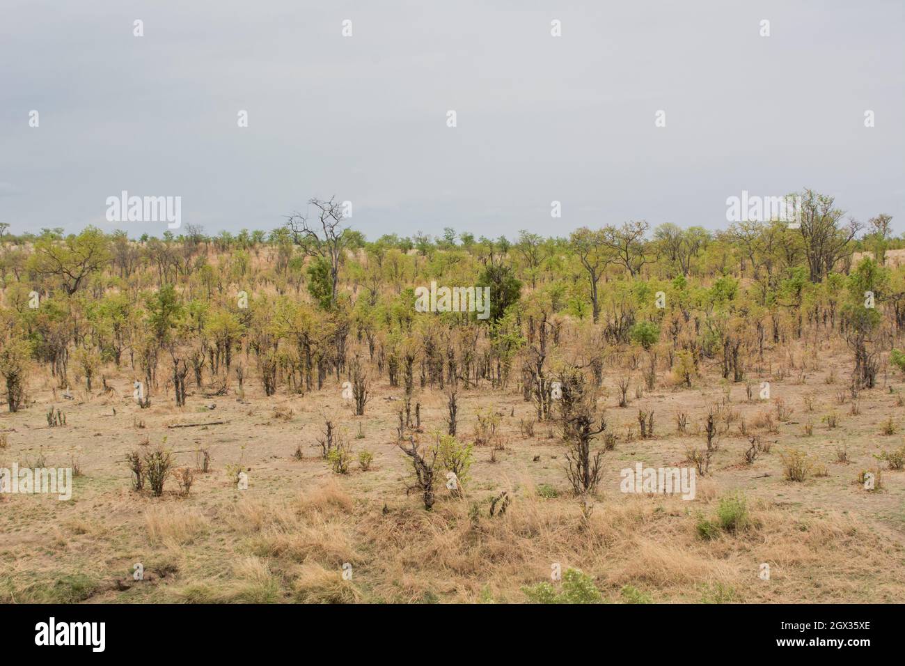 Veldt africa south hi-res stock photography and images - Alamy