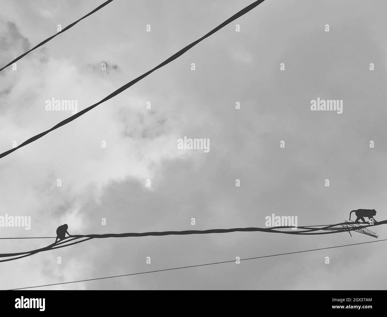 Monkey of the day Black and White Stock Photos & Images - Alamy