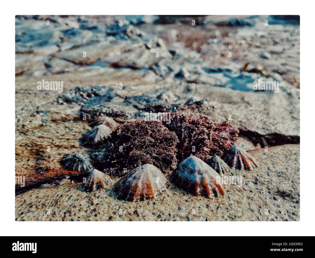 Algae on shell Cut Out Stock Images & Pictures - Alamy