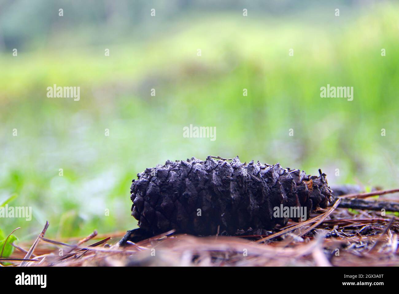 Burnt pine cone hi-res stock photography and images - Alamy