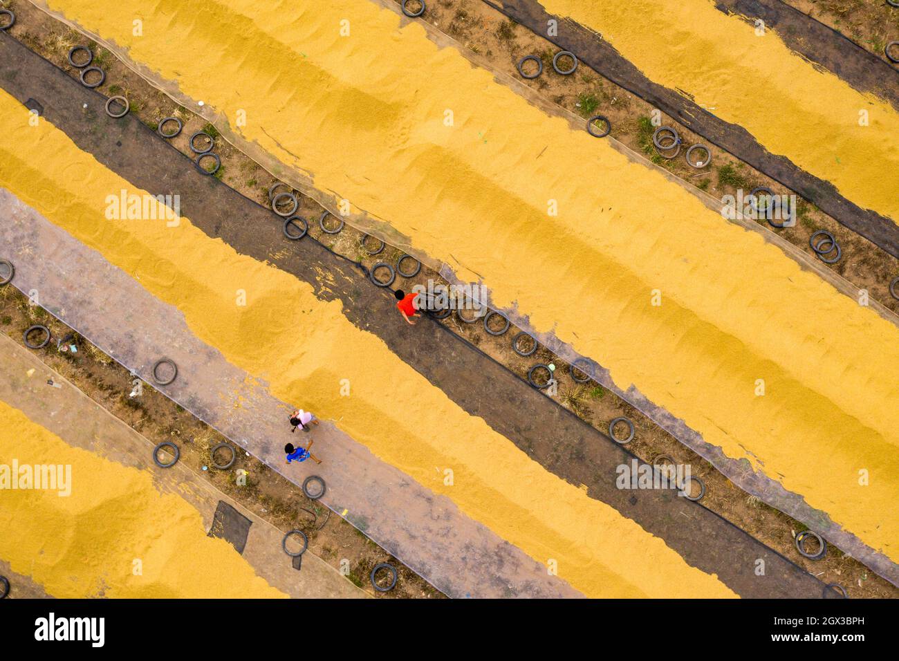 Vietnamese farmer are drying paddy rice in the sun Stock Photo - Alamy