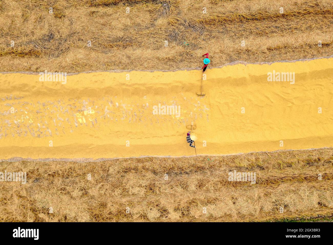 Vietnamese farmer are drying paddy rice in the sun Stock Photo - Alamy