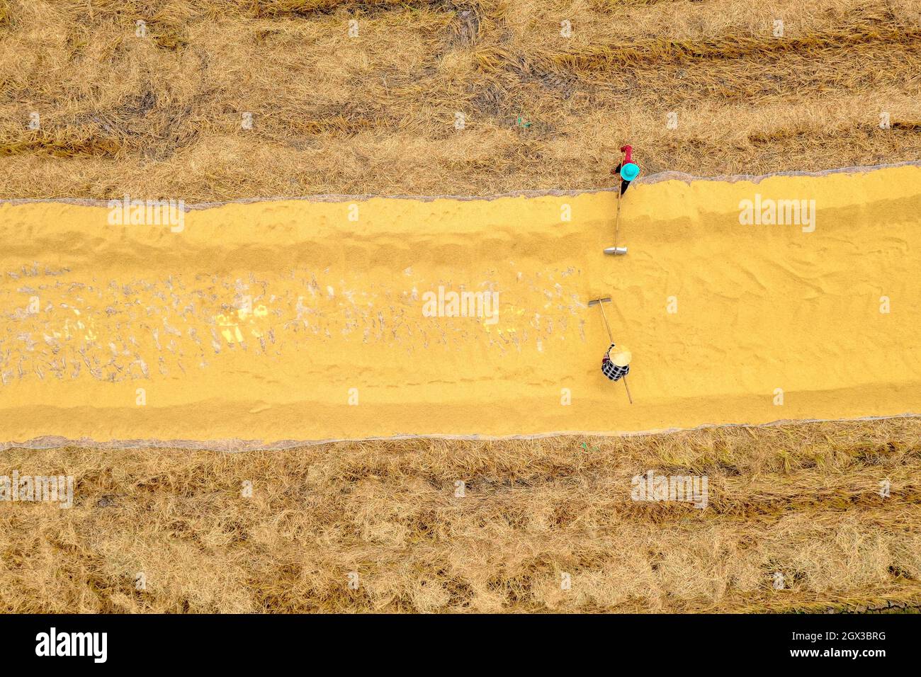 Vietnamese farmer are drying paddy rice in the sun Stock Photo - Alamy