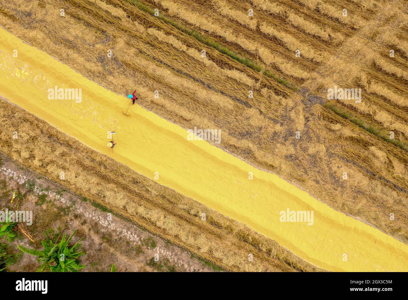 Vietnamese farmer are drying paddy rice in the sun Stock Photo - Alamy