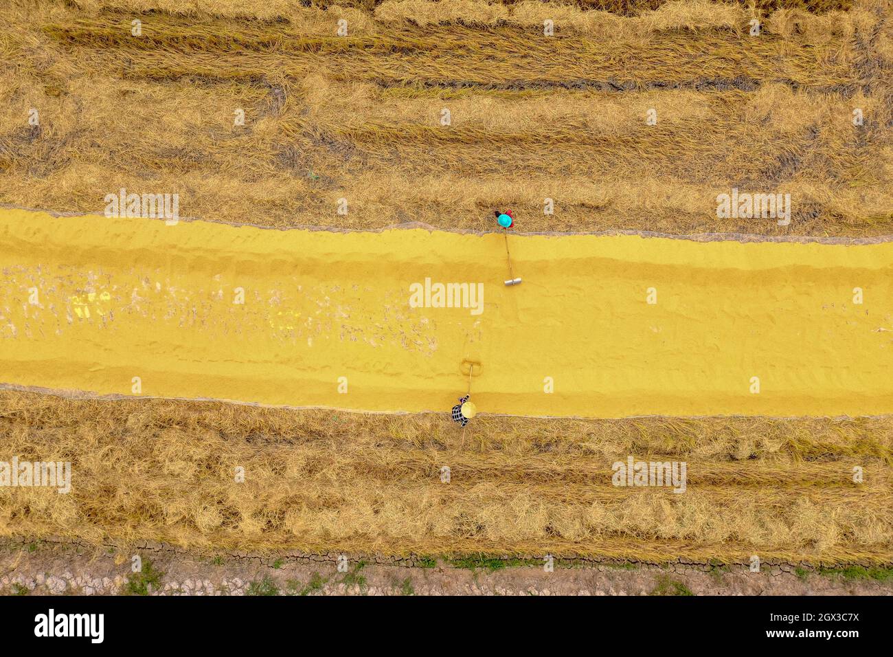 Vietnamese farmer are drying paddy rice in the sun Stock Photo - Alamy