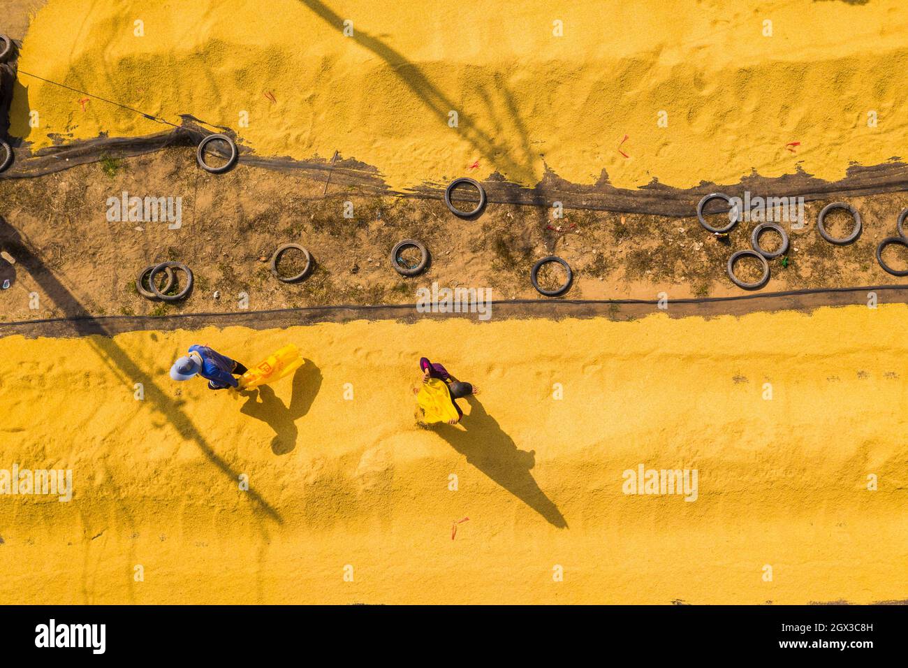 Vietnamese farmer are drying paddy rice in the sun Stock Photo - Alamy