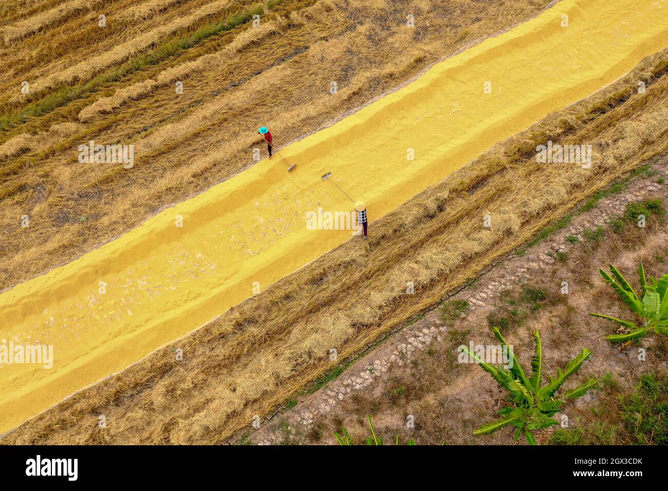 Vietnamese farmer are drying paddy rice in the sun Stock Photo - Alamy