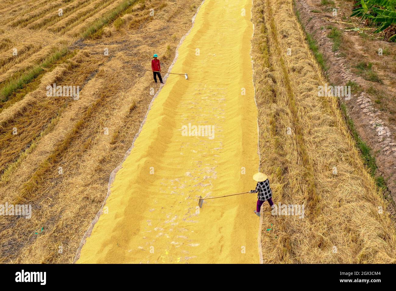 Vietnamese farmer are drying paddy rice in the sun Stock Photo - Alamy