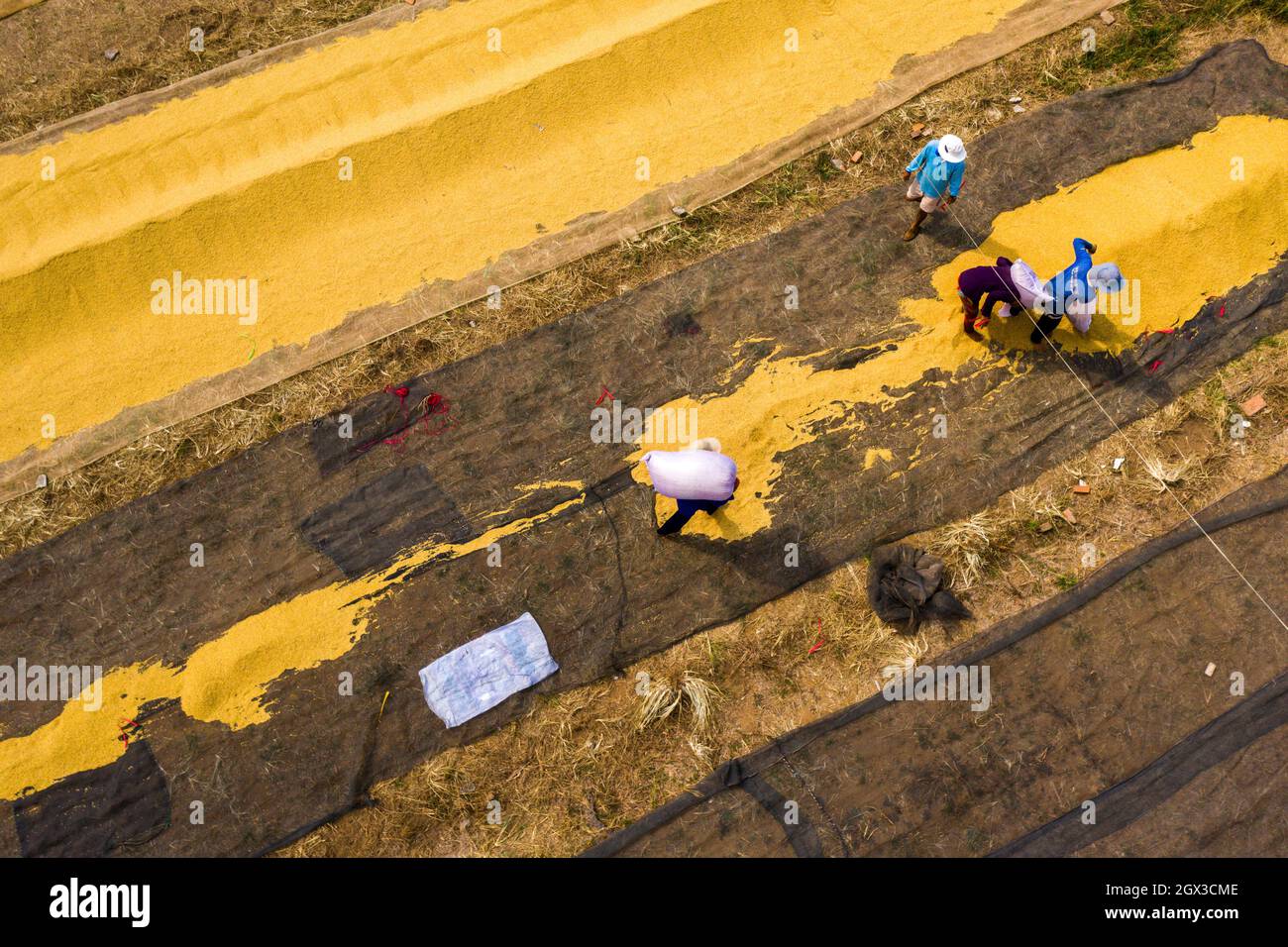 Vietnamese farmer are drying paddy rice in the sun Stock Photo - Alamy