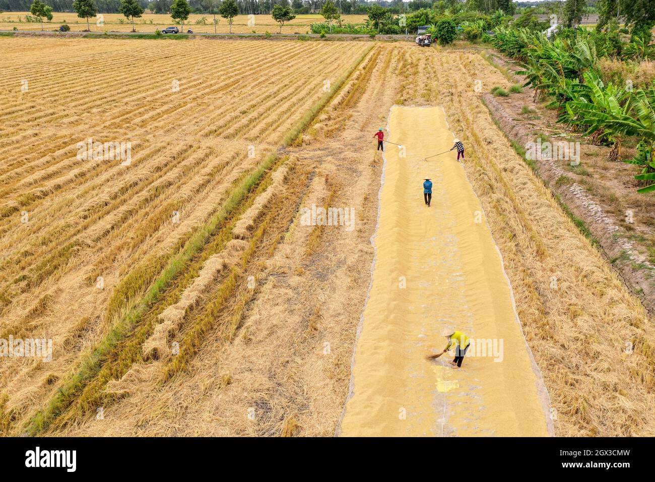 Vietnamese farmer are drying paddy rice in the sun Stock Photo - Alamy